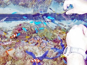 Aquarium Servicing and Maintenance